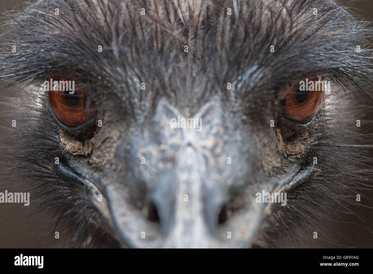 Full frontal portrait hi-res stock photography and images - Alamy