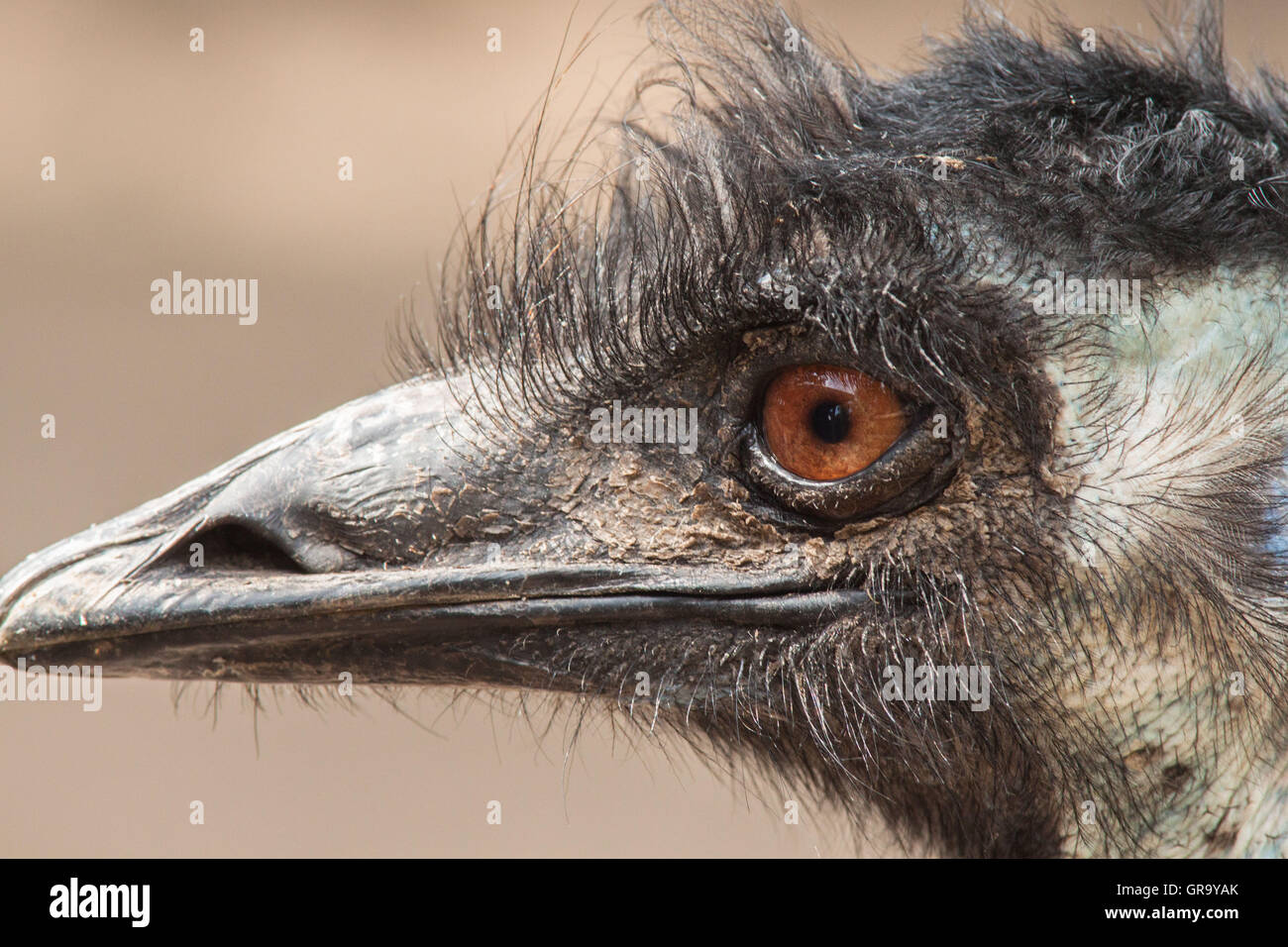 Full frontal portrait hi-res stock photography and images - Alamy