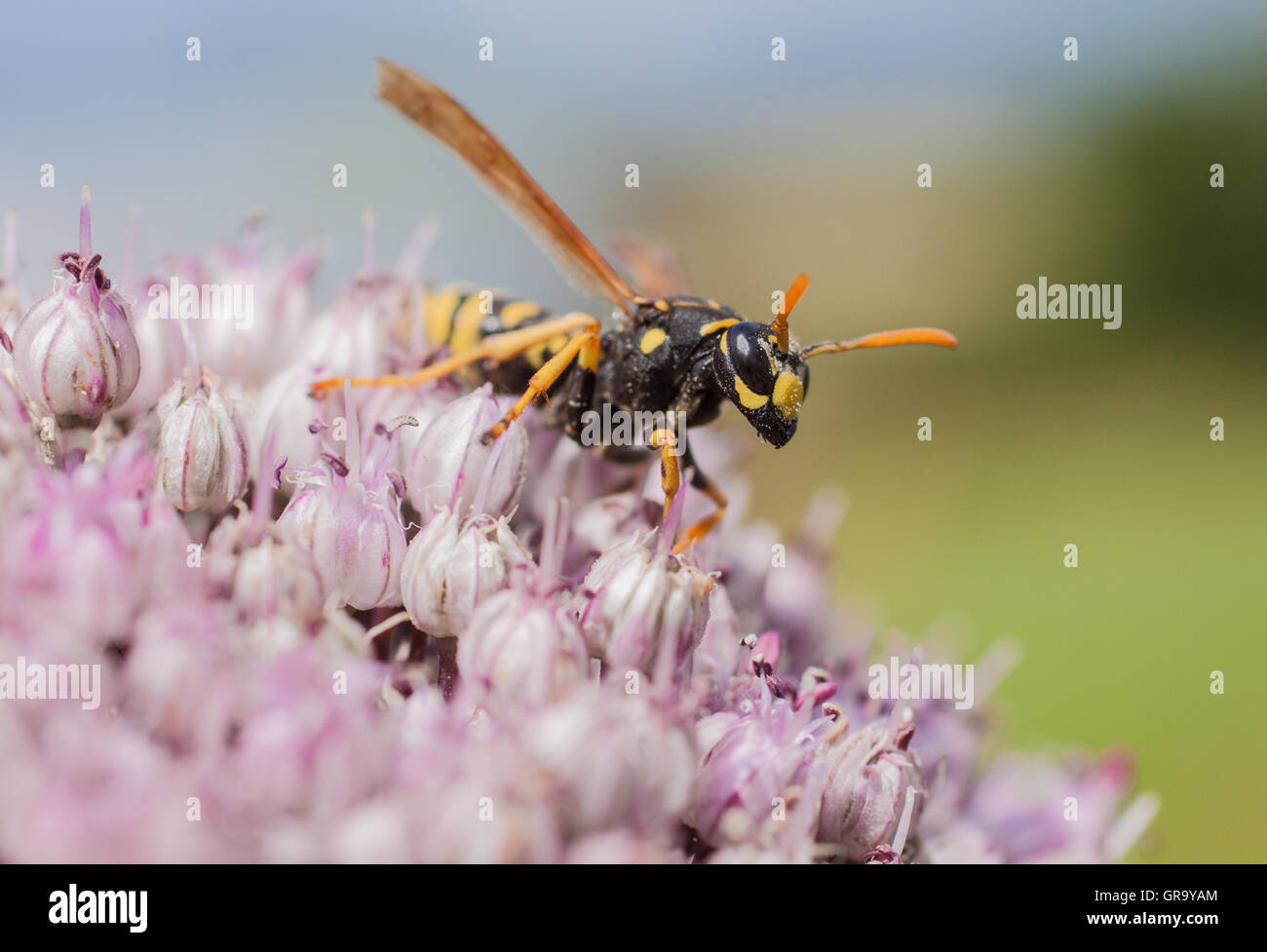 European Paper Wasp Poliste Dominula Stock Photo - Alamy