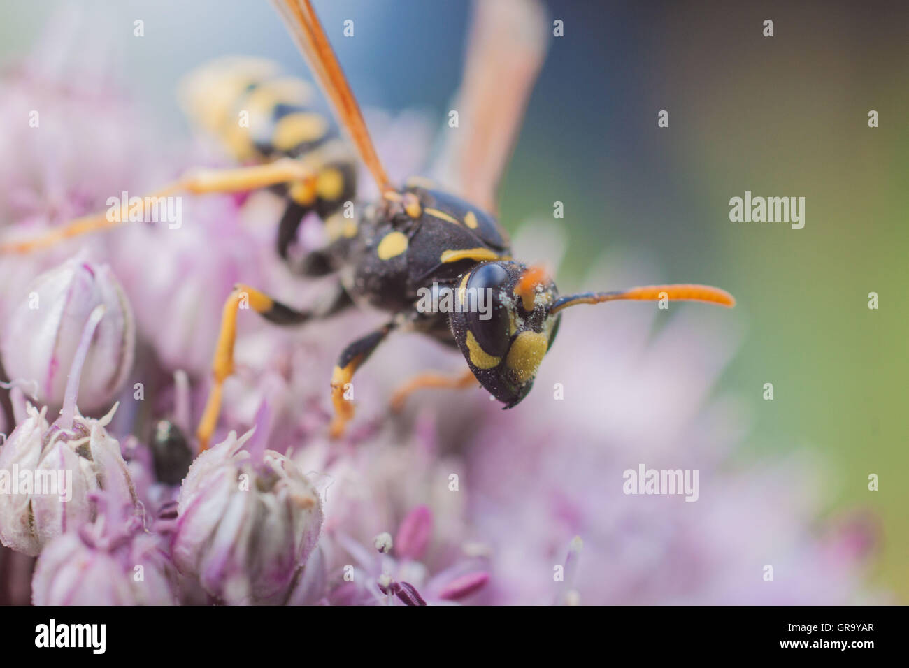 European paper wasp hi-res stock photography and images - Alamy