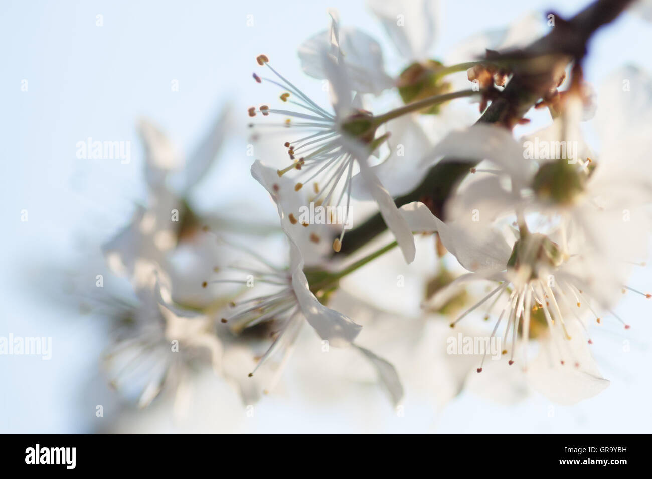 Cherry Blossoms In Backlight Stock Photo - Alamy