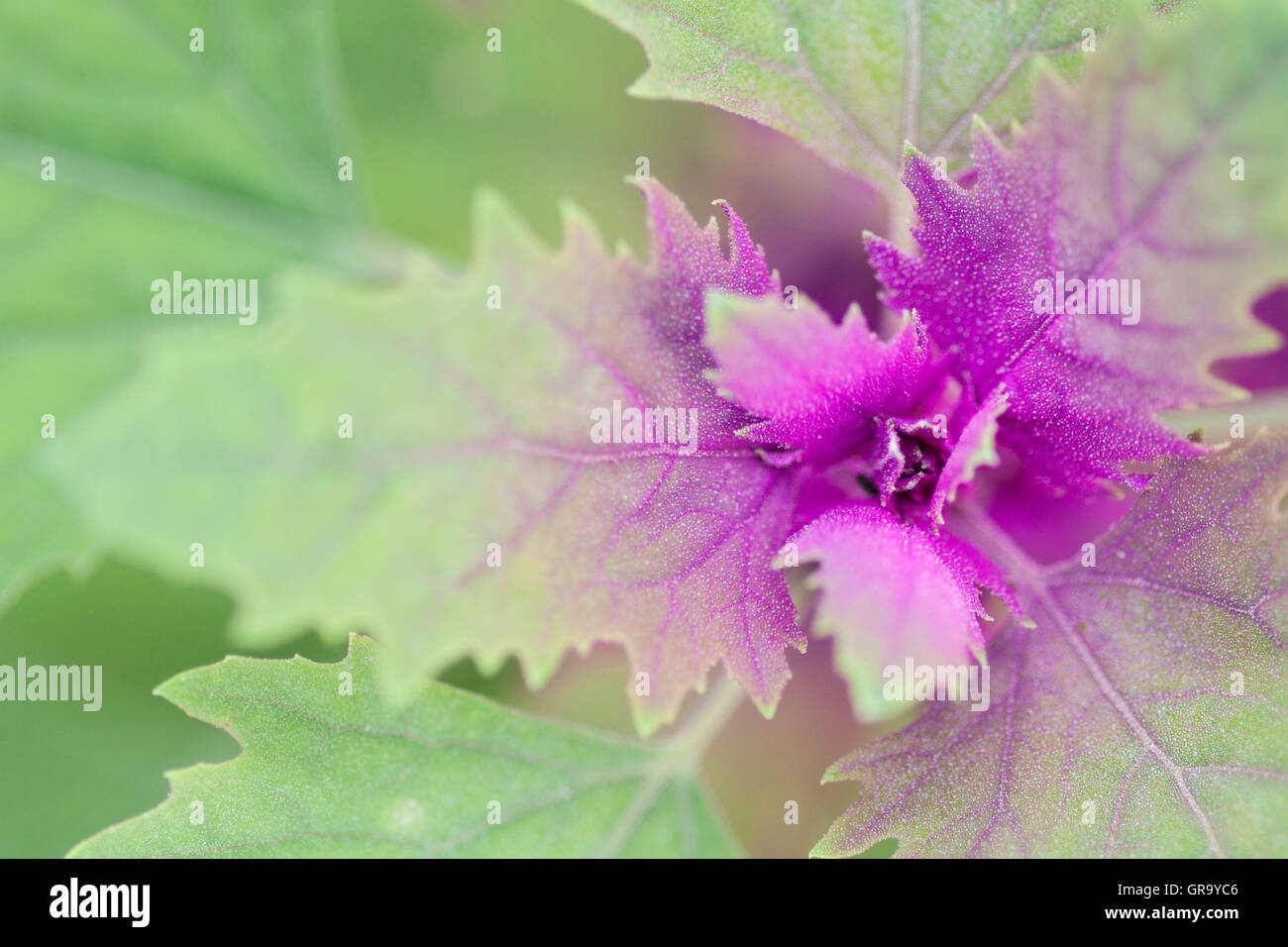 Detail Of An Orache Stock Photo - Alamy