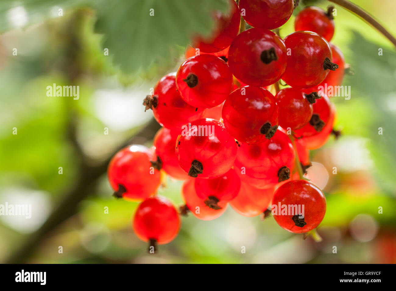 Christian bush hi-res stock photography and images - Alamy