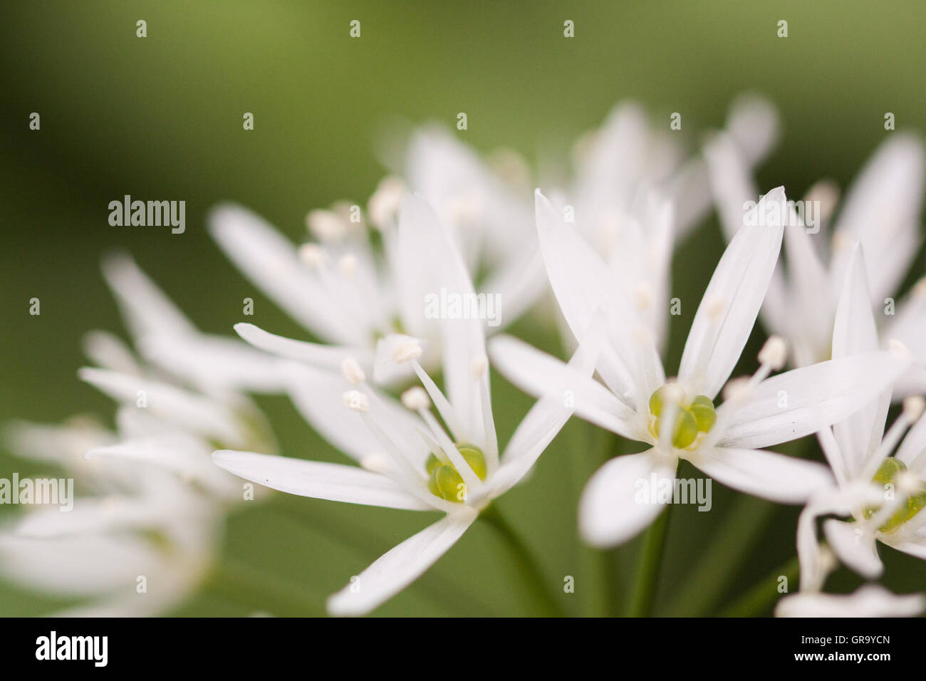 Allium disease hi-res stock photography and images - Alamy