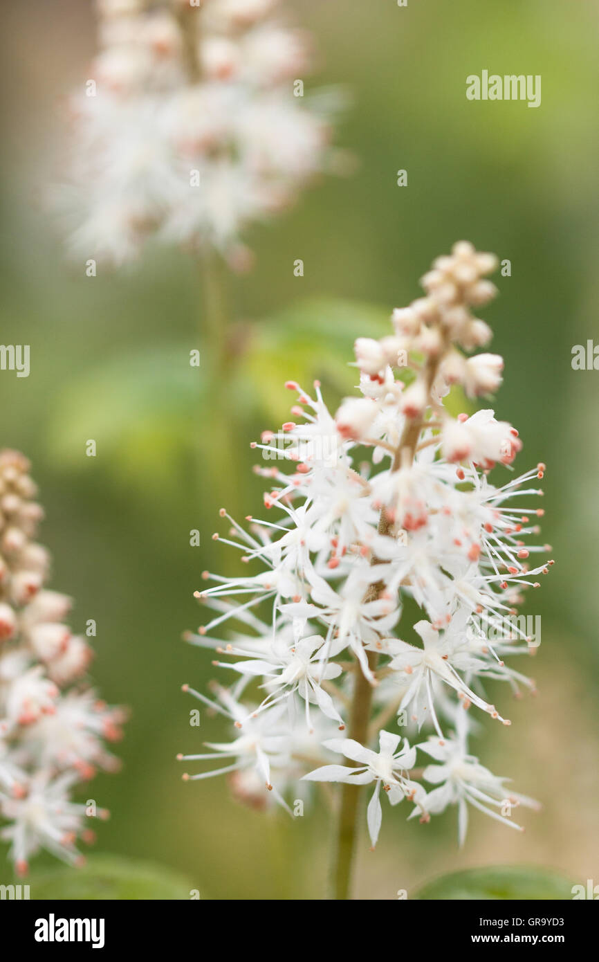 Tiarella hi-res stock photography and images - Alamy