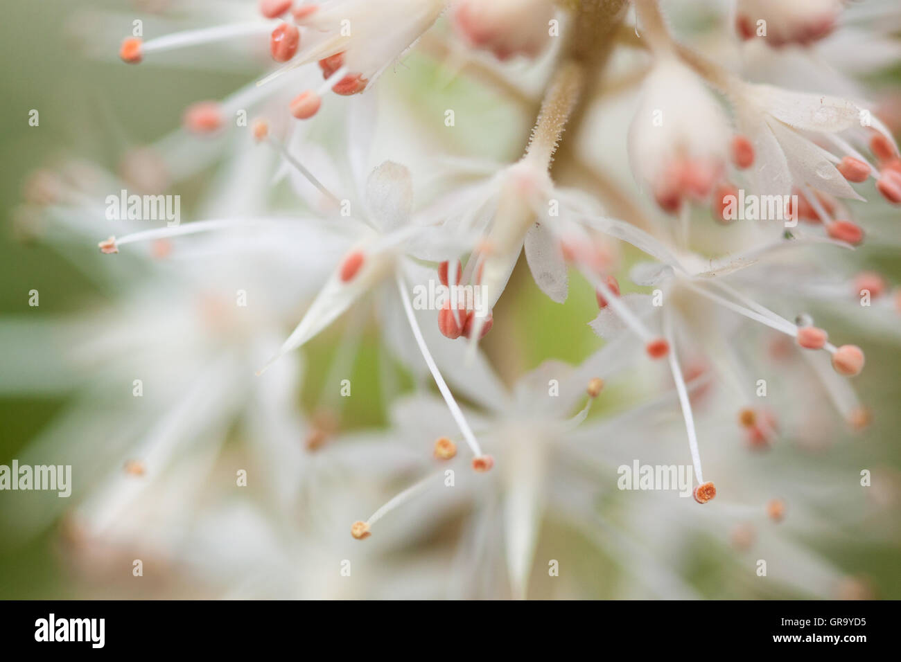 Tiarella hi-res stock photography and images - Alamy