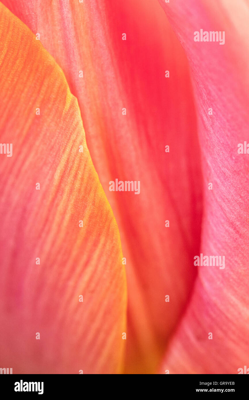 Antelope canyon plant hi-res stock photography and images - Alamy