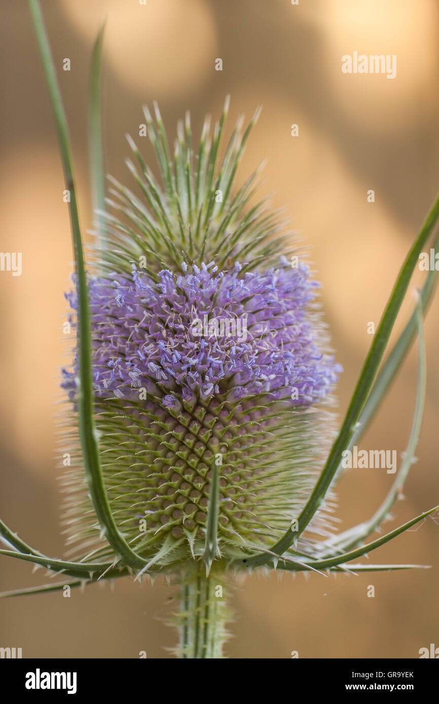 Dipsacaceae dipsacus fullonum hi-res stock photography and images - Alamy