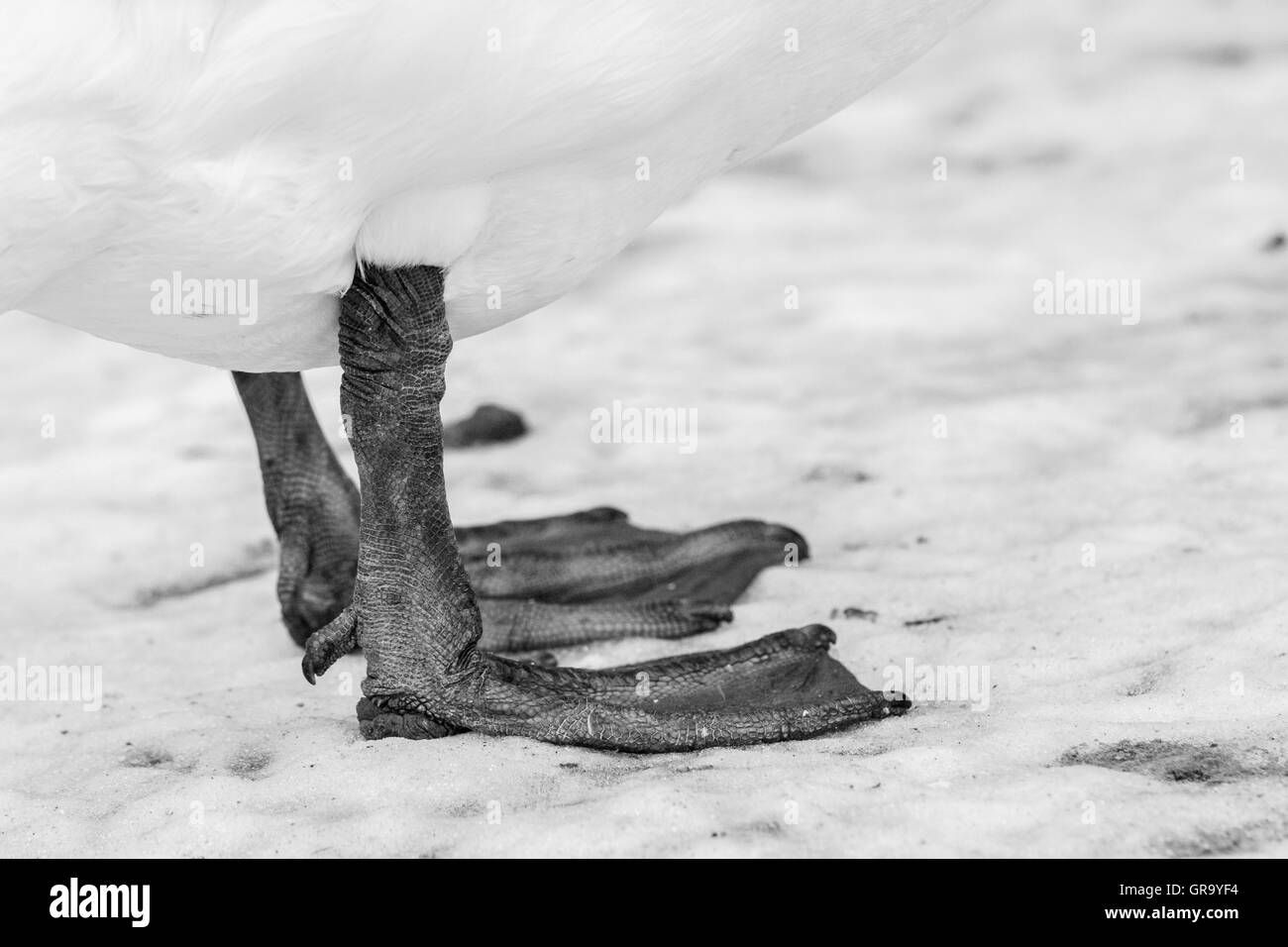 Birds with webbed feet Black and White Stock Photos & Images - Alamy