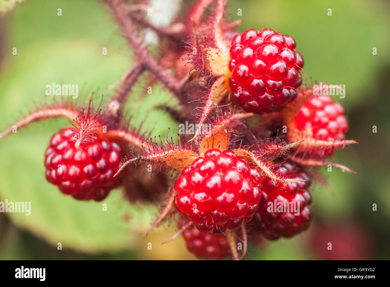 Rubus colour hi-res stock photography and images - Alamy