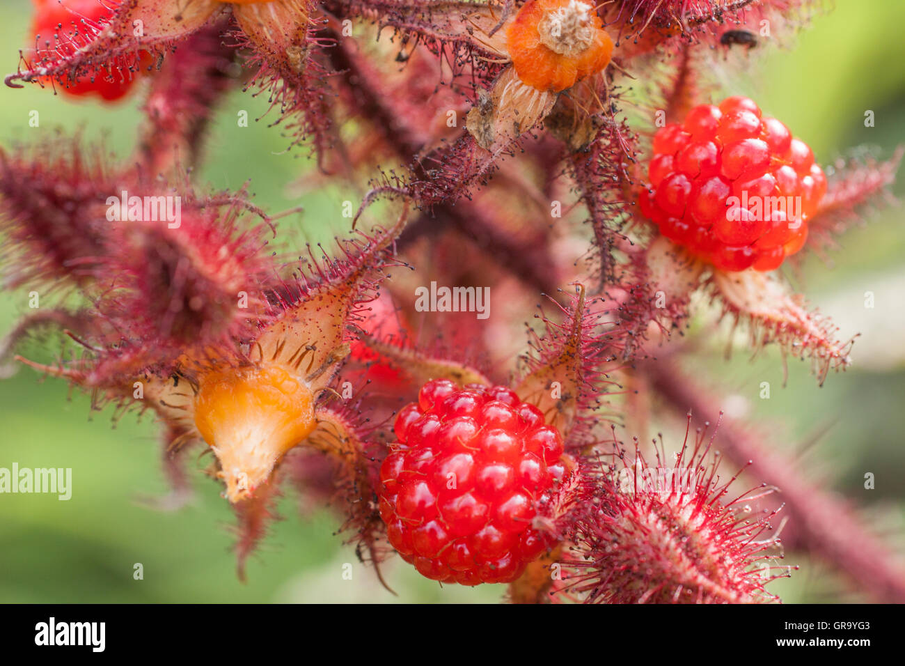 Japanese plants food jelly hi-res stock photography and images - Alamy