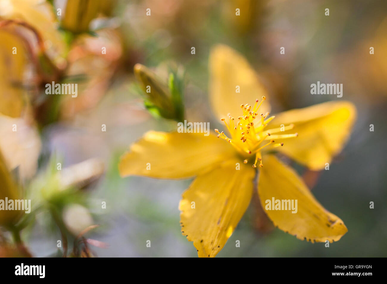 Helping the christians hi-res stock photography and images - Alamy