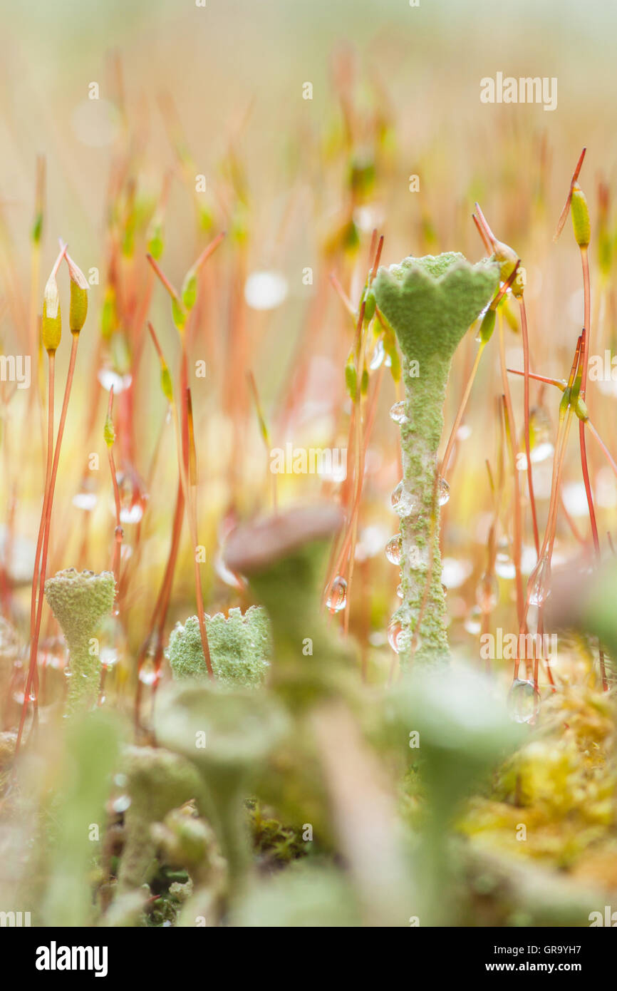 Pyxidata hi-res stock photography and images - Alamy