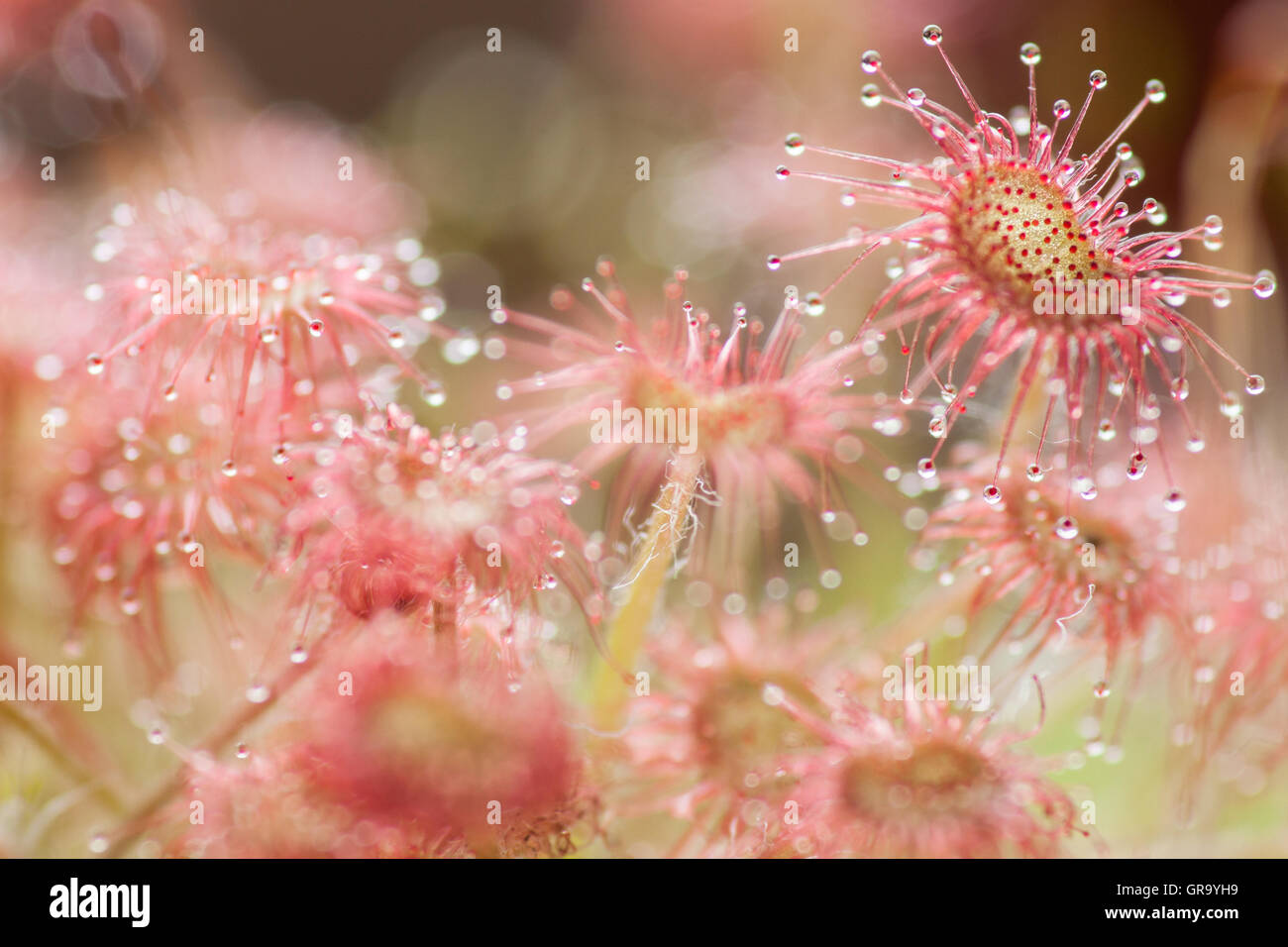 Long leaved sundew hi-res stock photography and images - Alamy