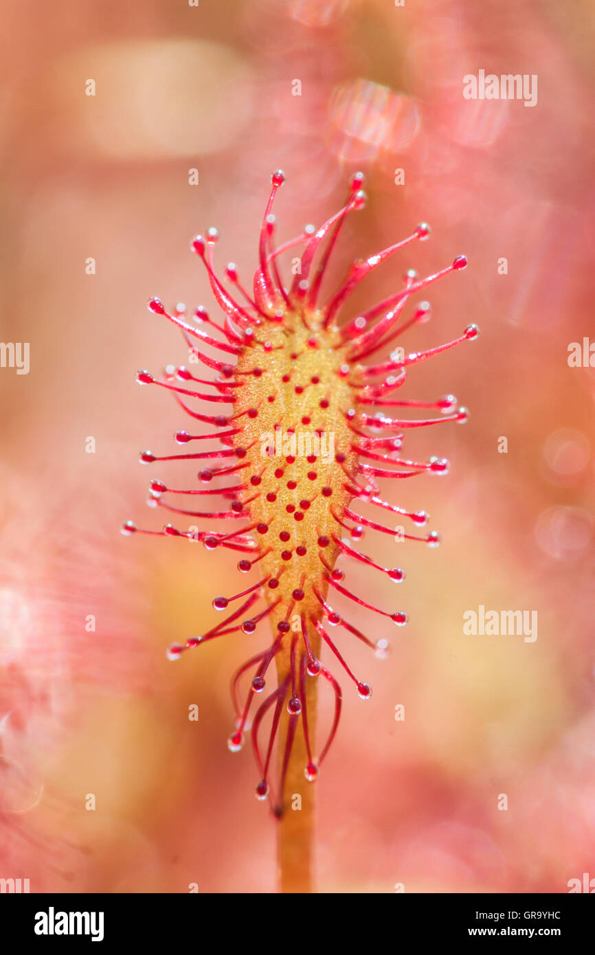 Drosera intermedia hi-res stock photography and images - Alamy