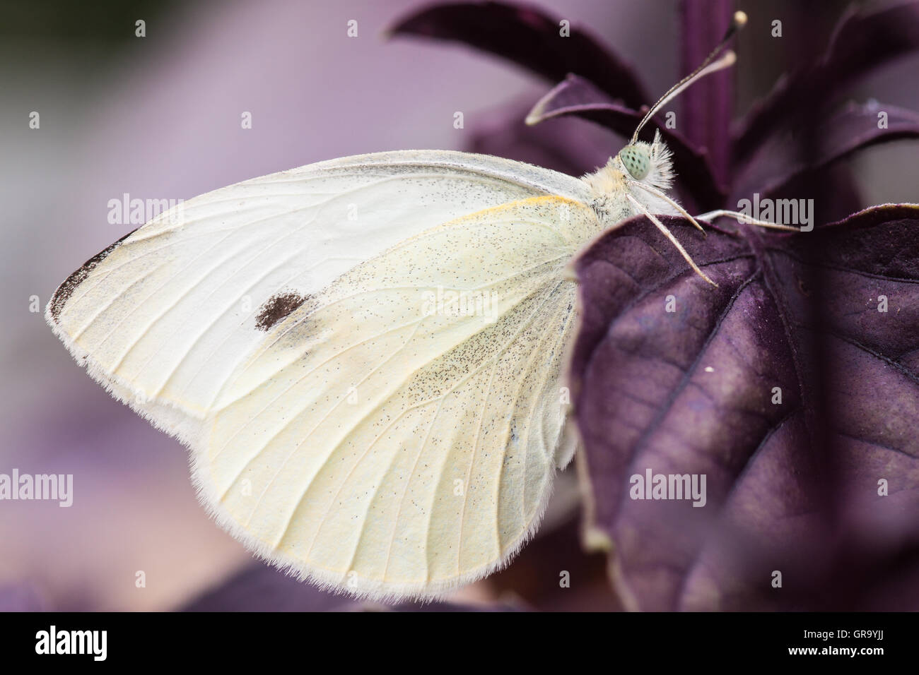 Pieris rapae caterpillar hi-res stock photography and images - Alamy