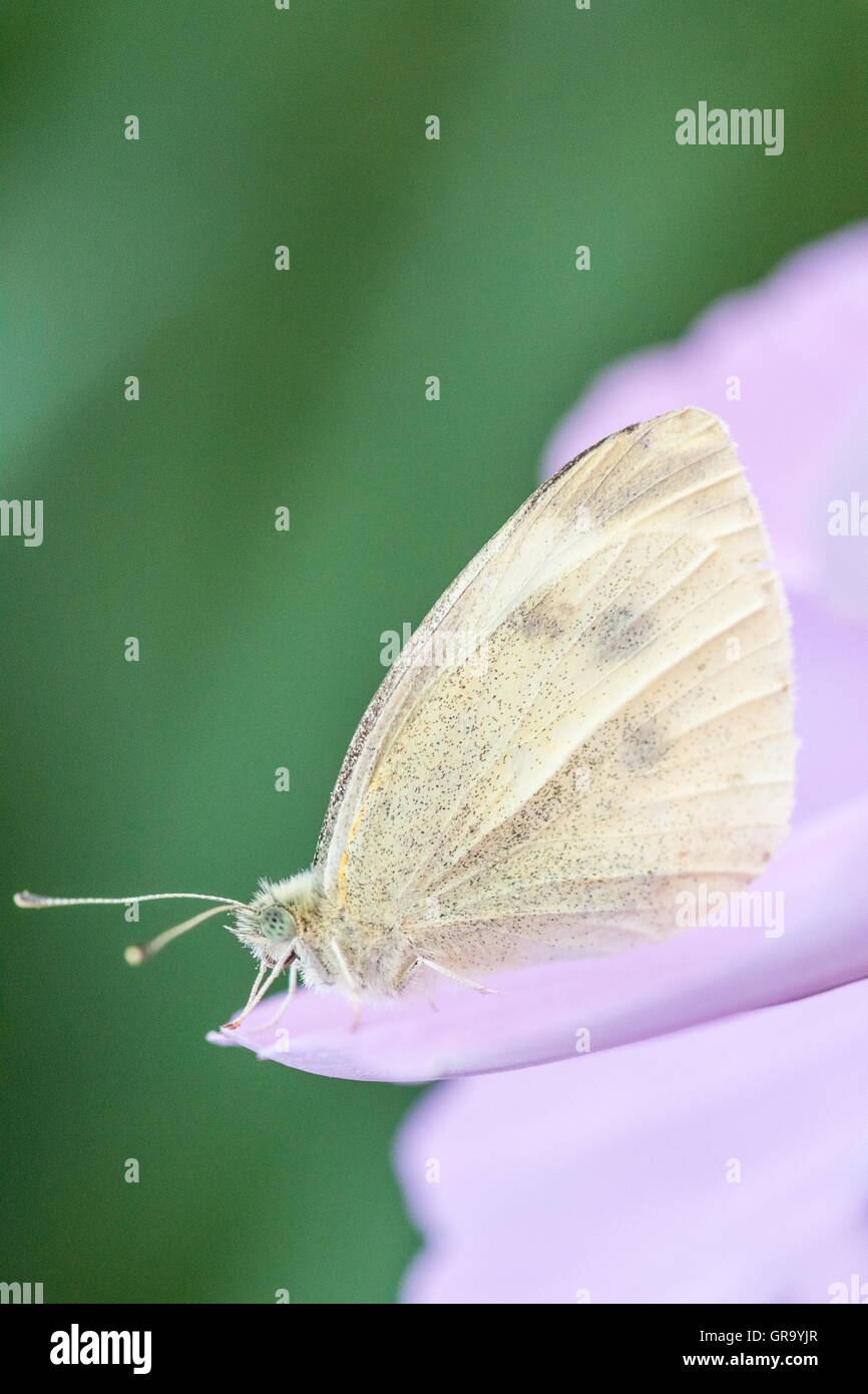 Fringed wings hi-res stock photography and images - Alamy