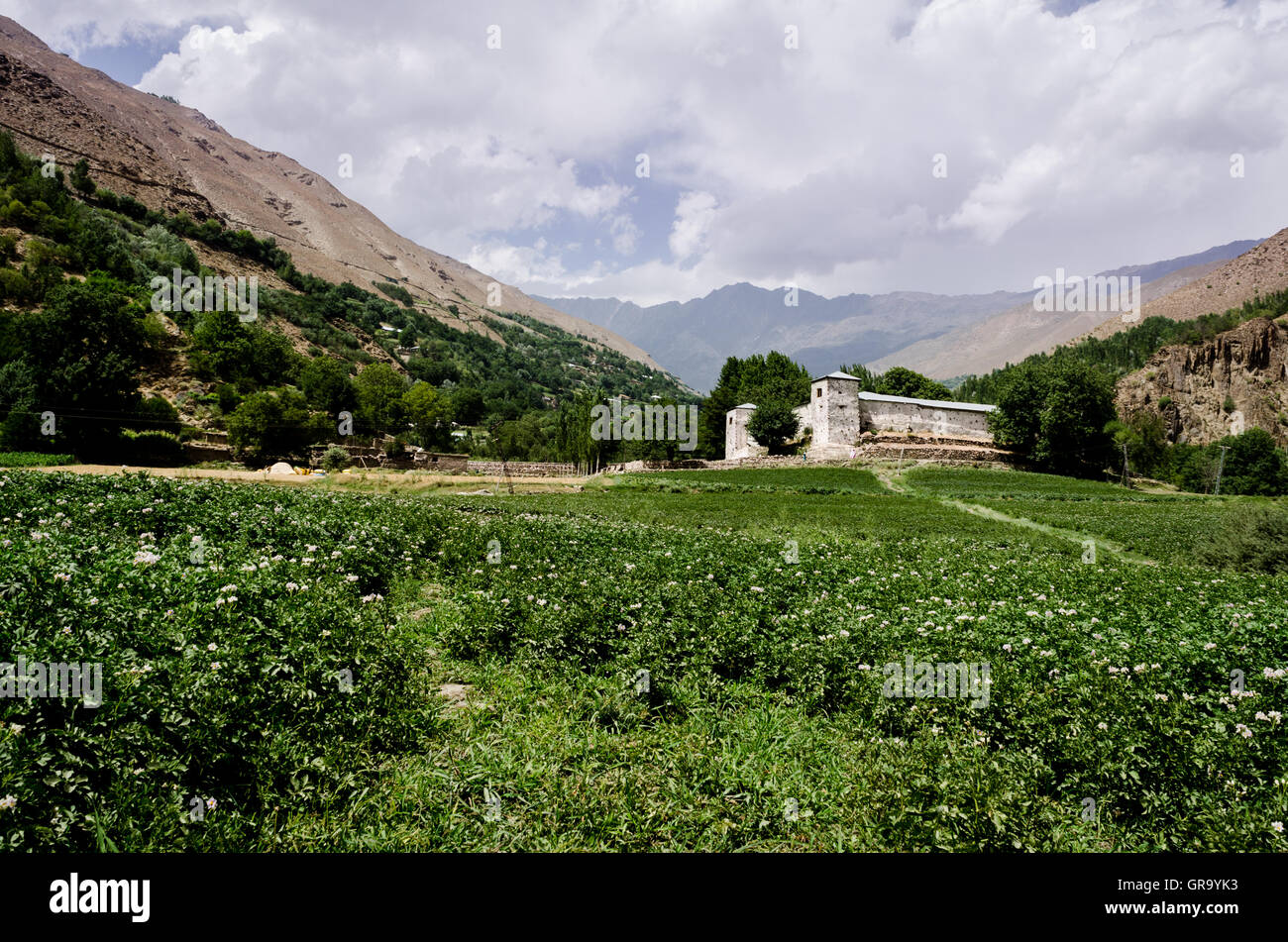 Potato fields hi-res stock photography and images - Alamy