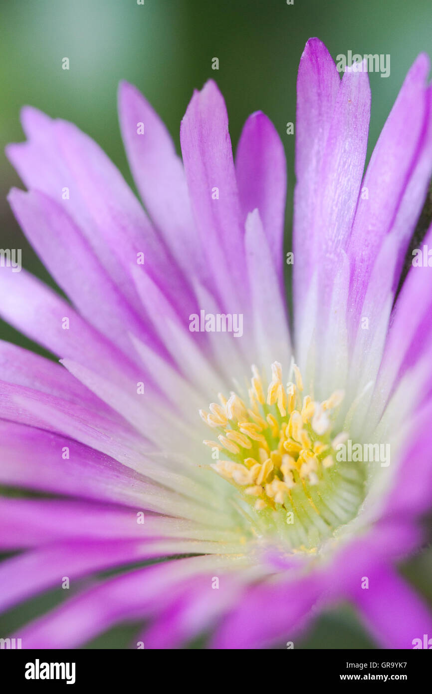 Delosperma plants hi-res stock photography and images - Alamy
