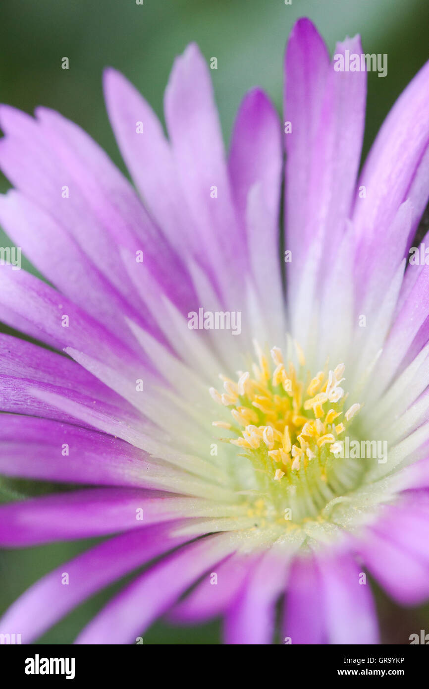 Dainty form shape hi-res stock photography and images - Alamy