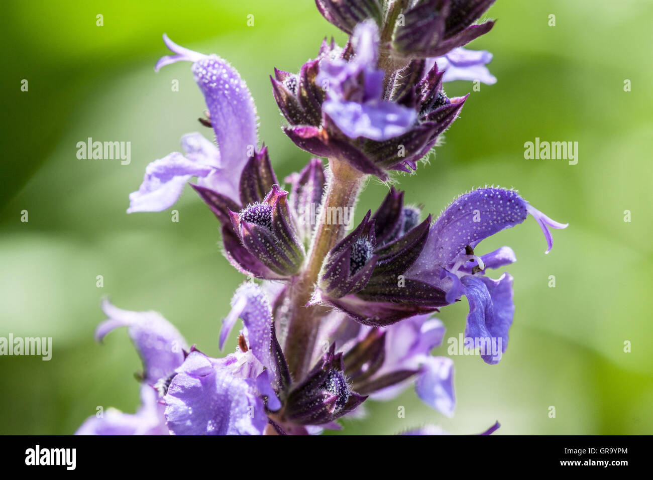 Plant details salvia hi-res stock photography and images - Alamy