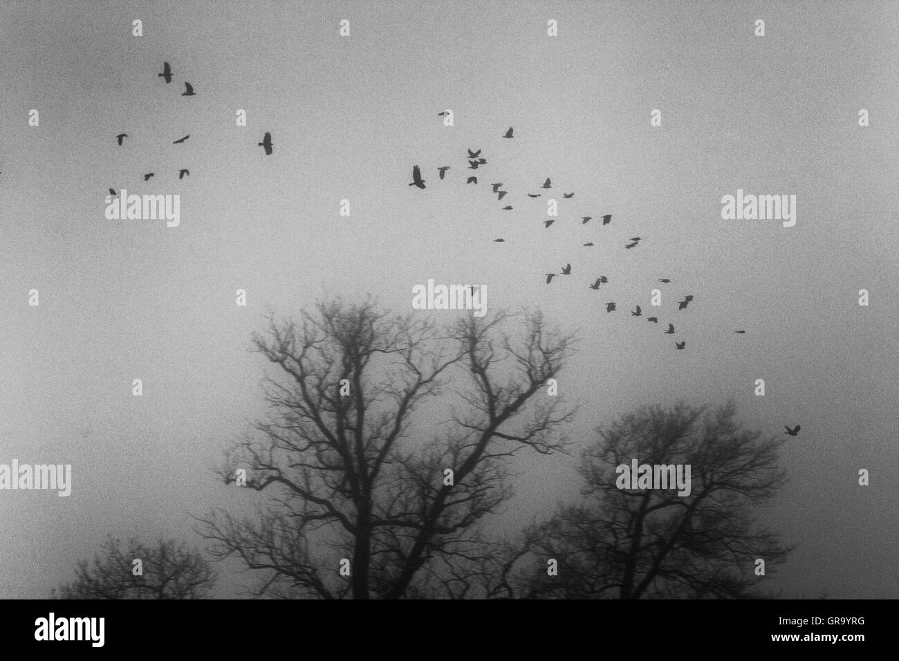 Birds In The Mist Stock Photo - Alamy