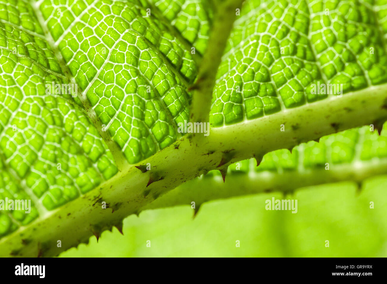 Closeup gunnera manicata hi-res stock photography and images - Alamy