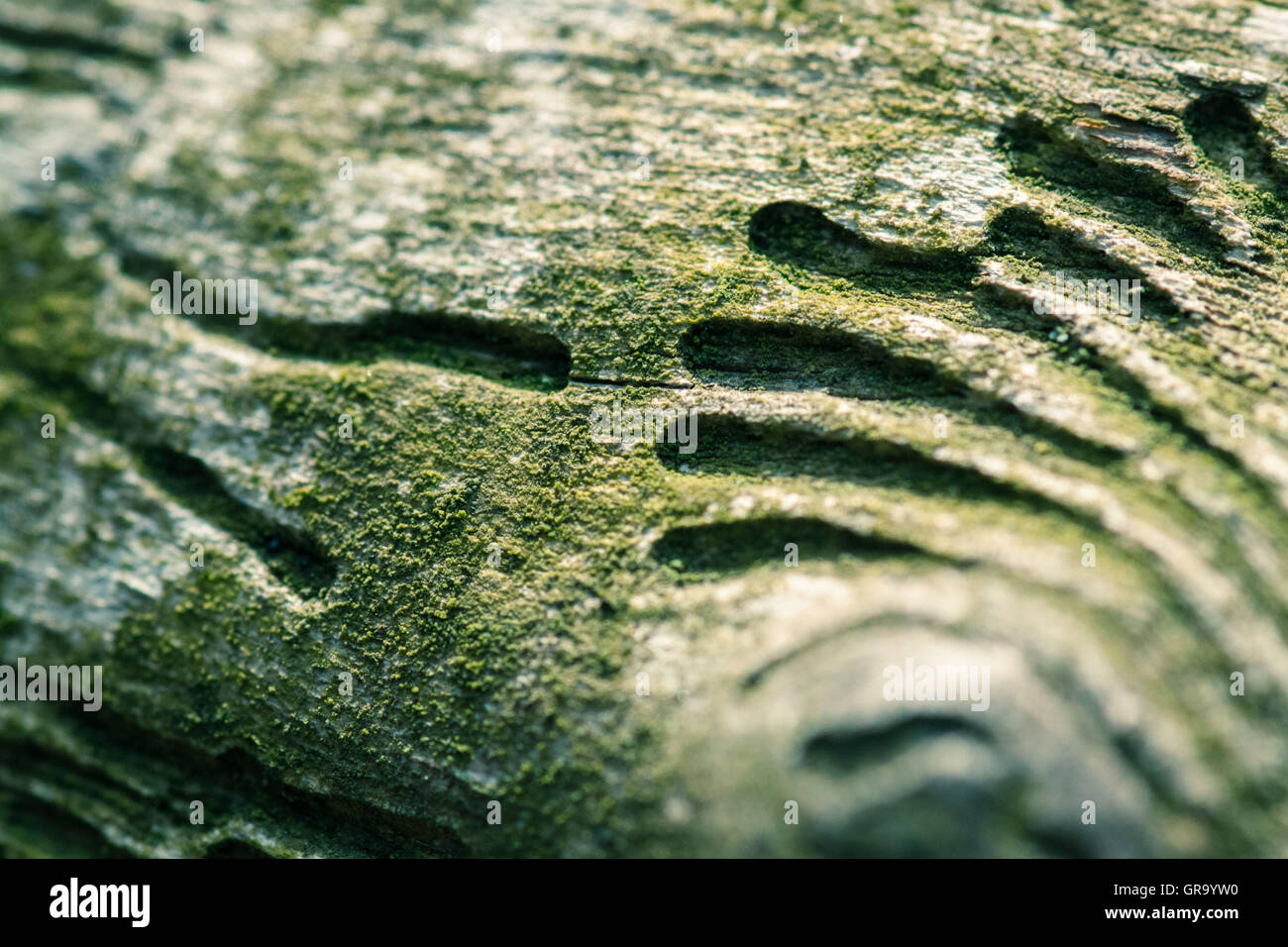 Traces In Wood Stock Photo - Alamy