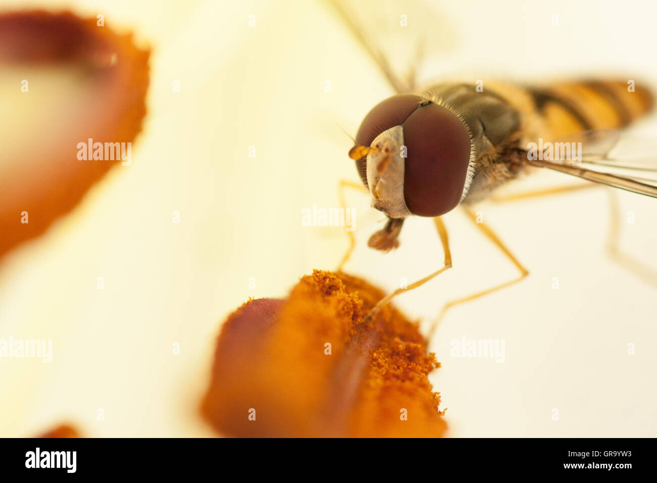 Episyrphus balteatus larvae hi-res stock photography and images - Alamy