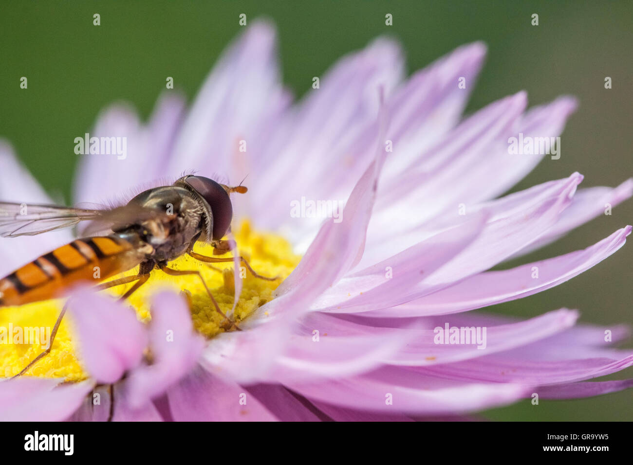 Episyrphus balteatus larvae hi-res stock photography and images - Alamy