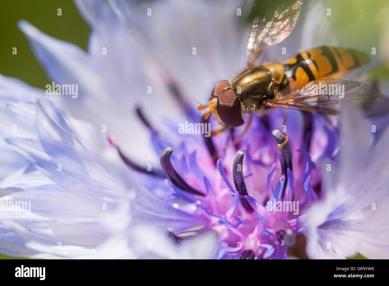 Episyrphus balteatus larvae hi-res stock photography and images - Alamy