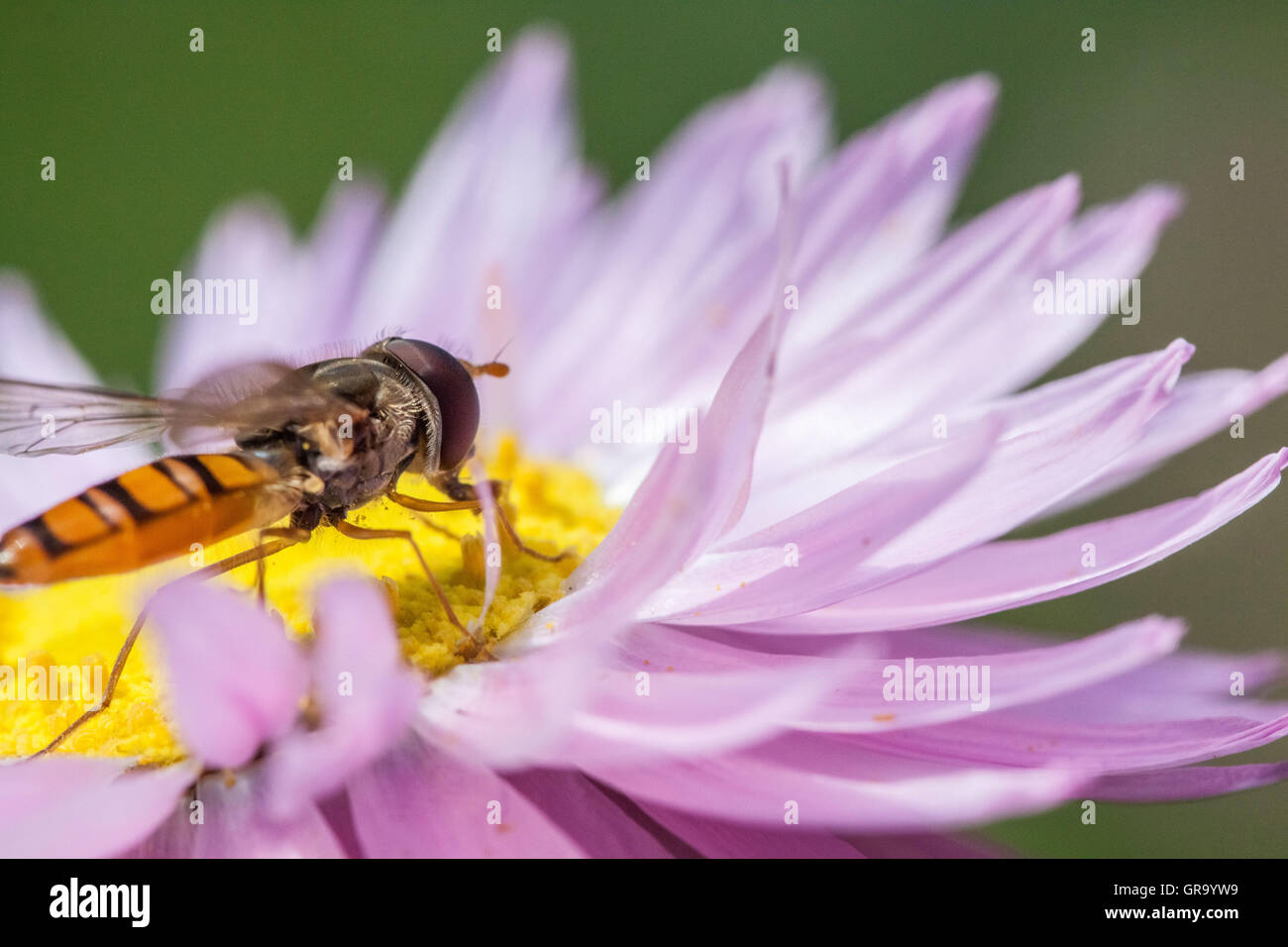 Episyrphus balteatus larvae hi-res stock photography and images - Alamy