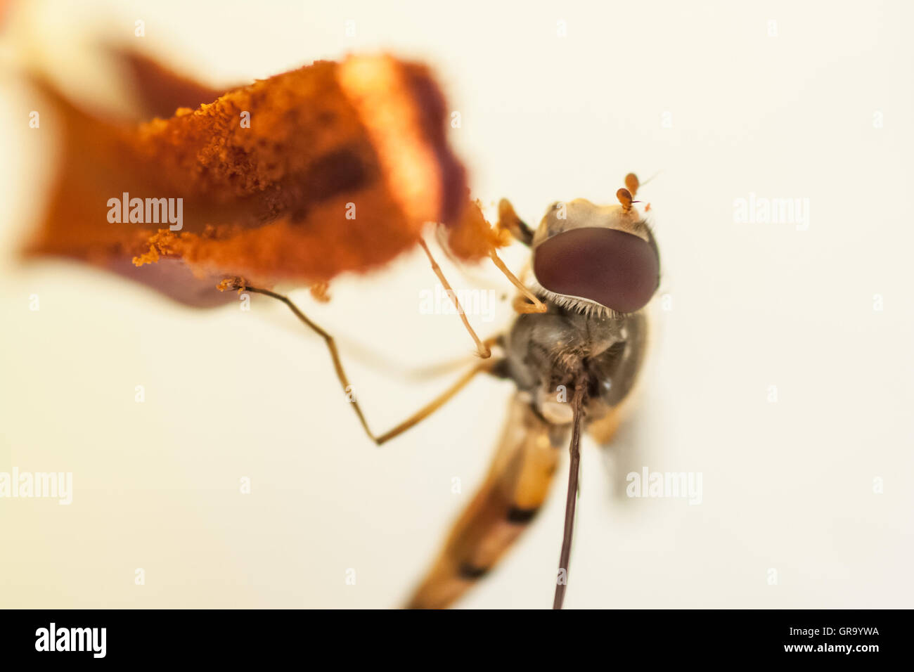 Episyrphus balteatus larvae hi-res stock photography and images - Alamy