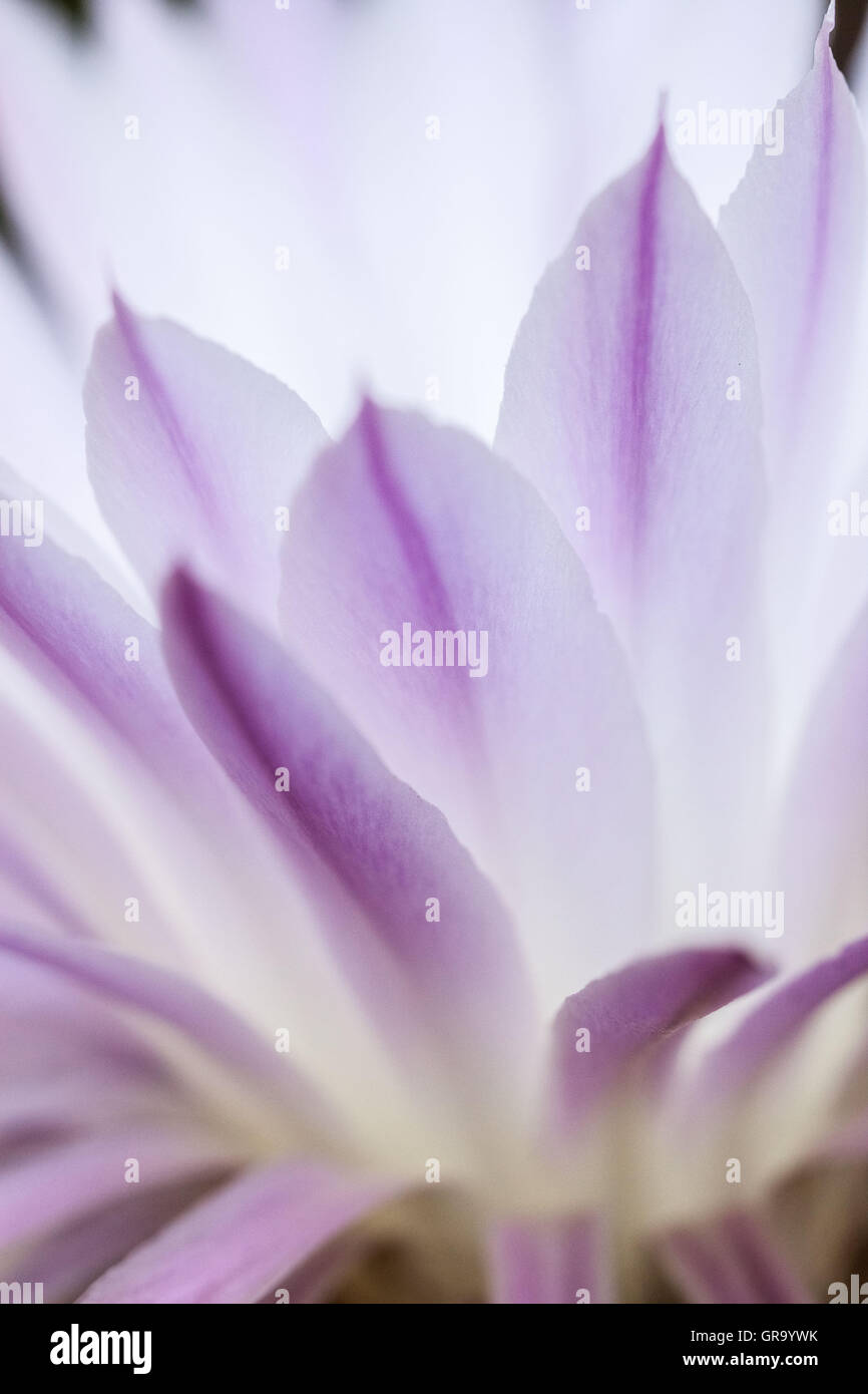 Flower Of Echinopsis Oxygona Stock Photo - Alamy