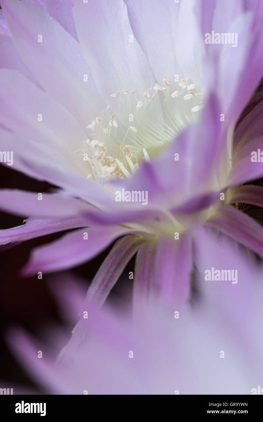 Flower Of Echinopsis Oxygona Stock Photo - Alamy