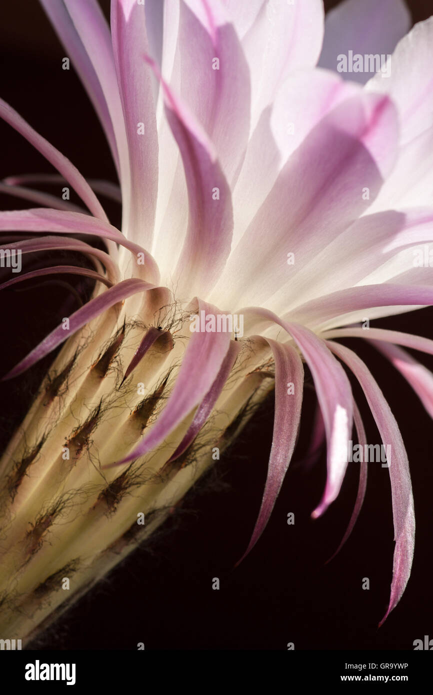 Echinopsis Oxygona High Resolution Stock Photography and Images - Alamy