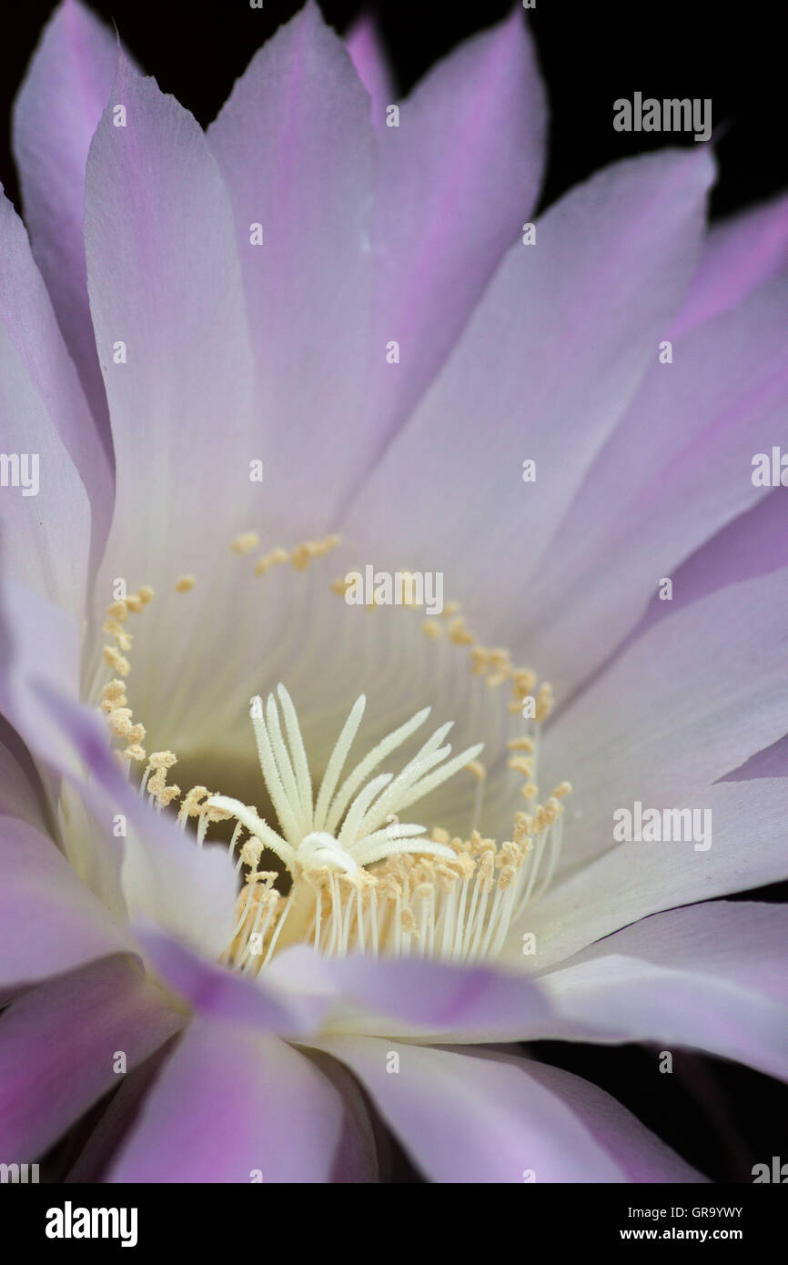 Flower Of Echinopsis Oxygona Stock Photo - Alamy
