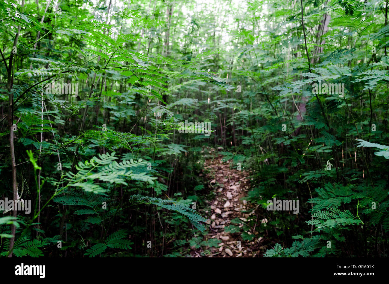 Ghulam hi-res stock photography and images - Alamy