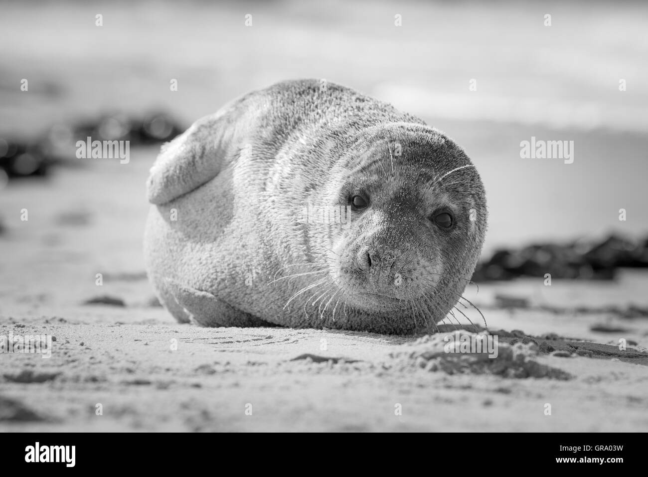 Sea creatures Black and White Stock Photos & Images - Alamy