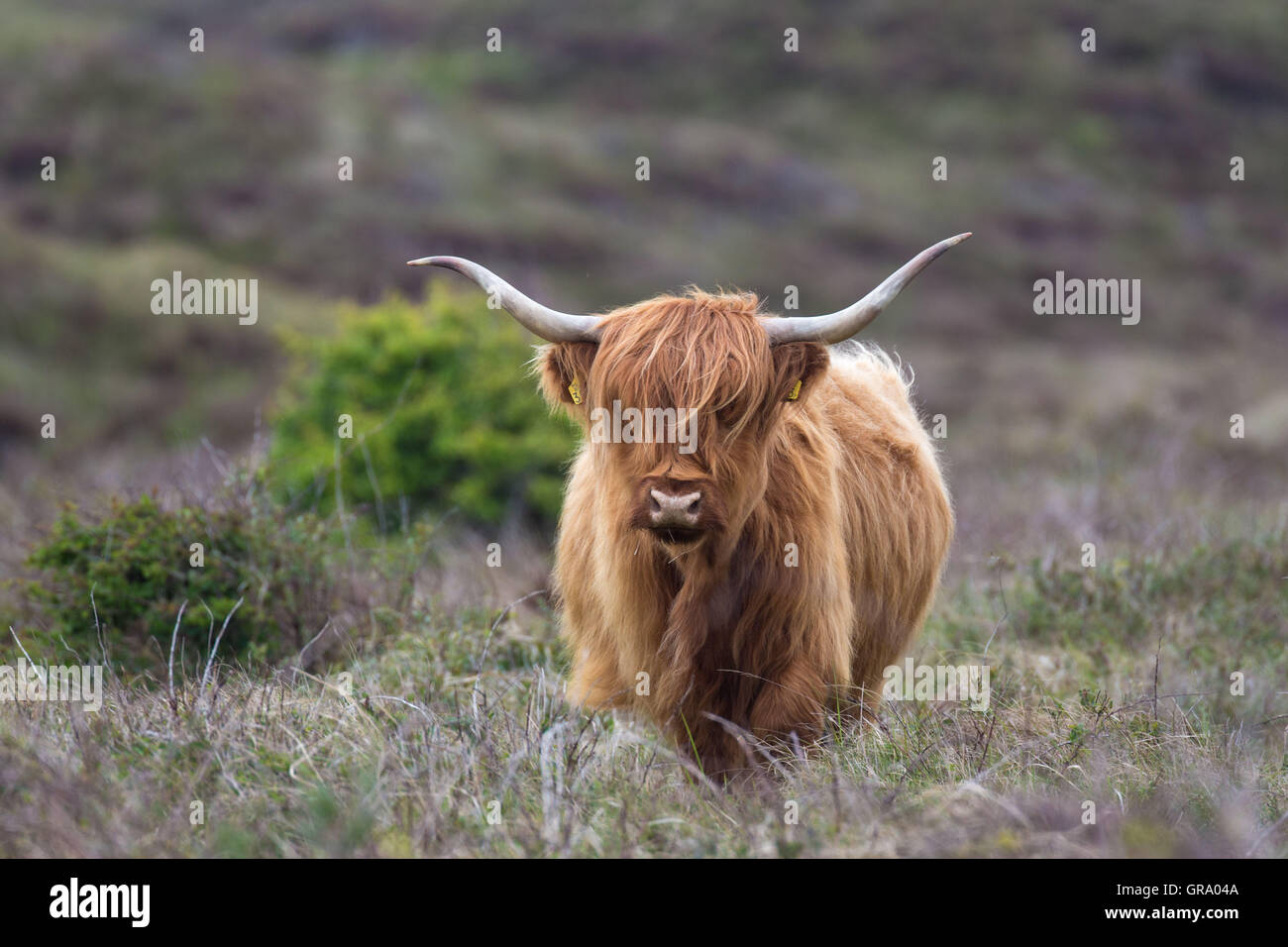 Heather landscape hi-res stock photography and images - Alamy