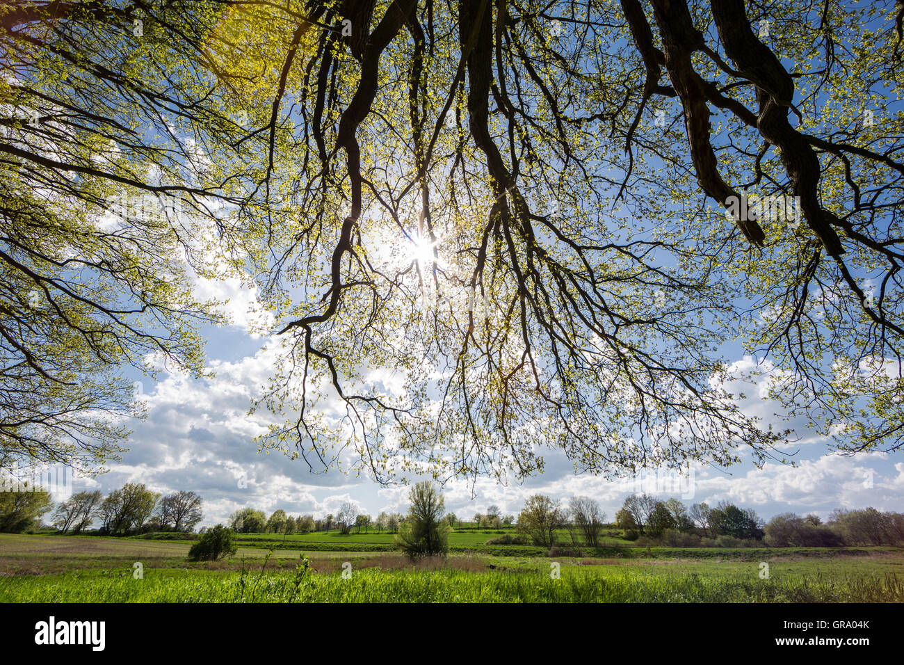 Branches Of An Oak Tree At Springtime Stock Photo - Alamy