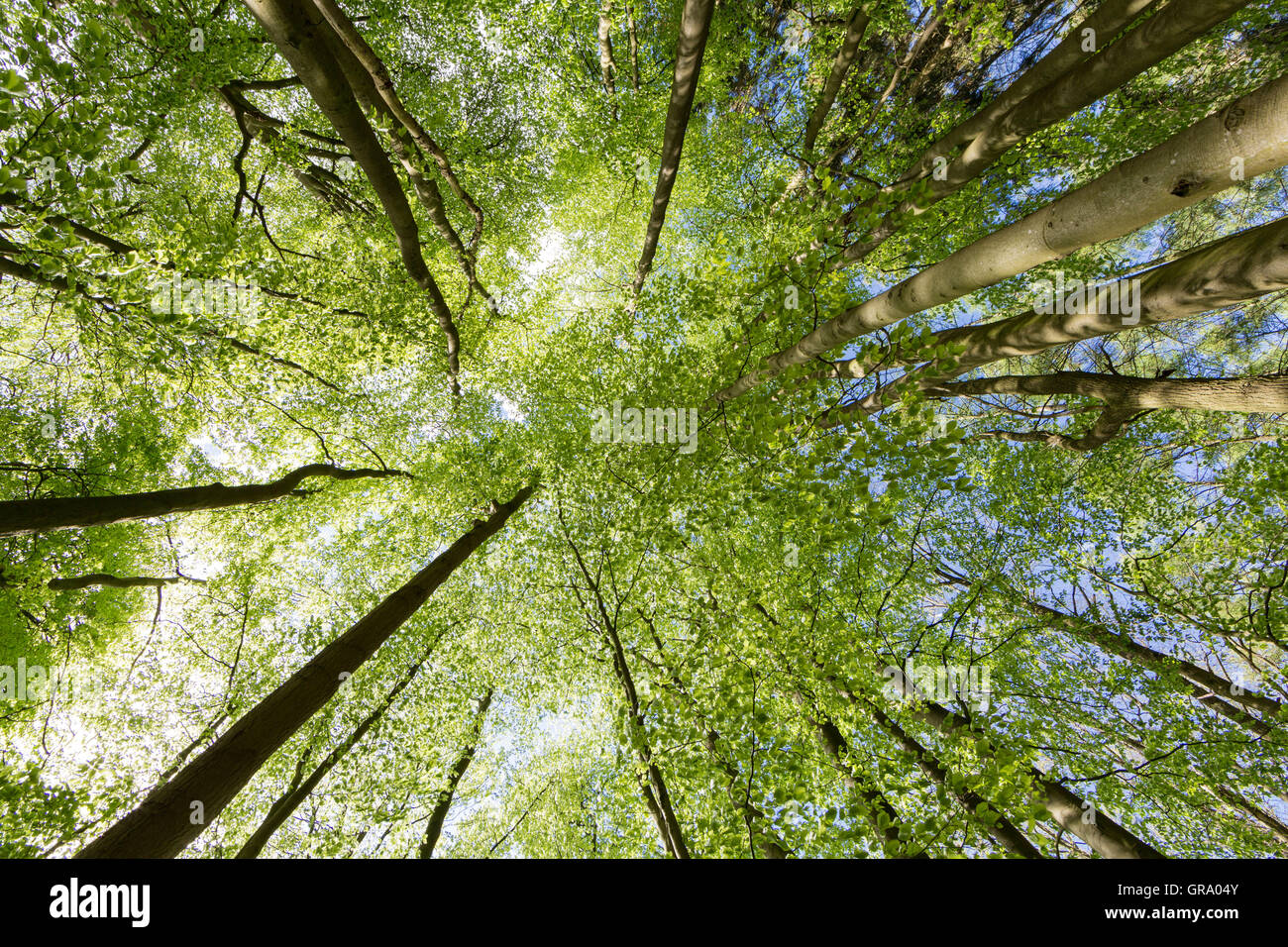 Angel forest hi-res stock photography and images - Alamy