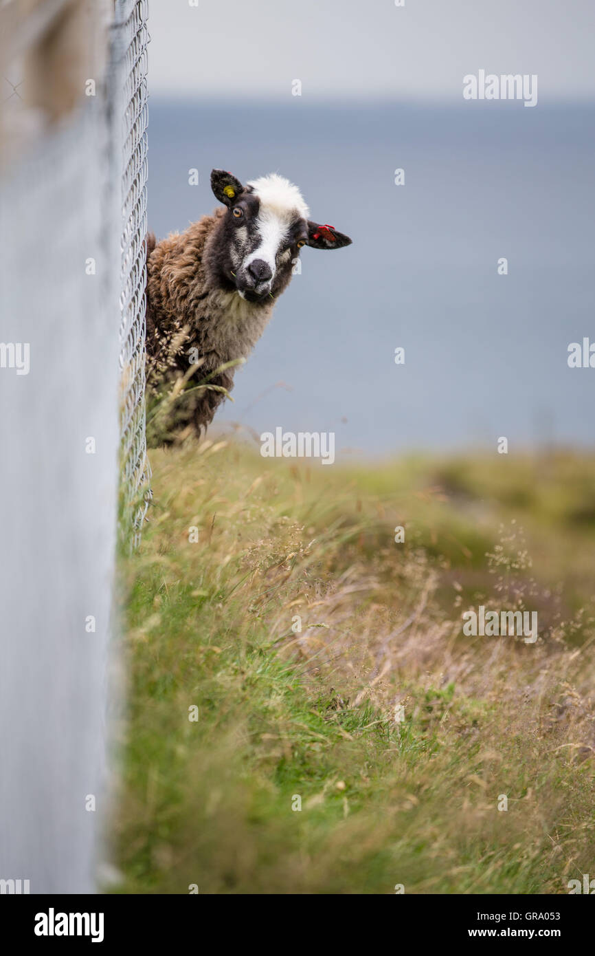 Sheep Is Looking Snoopy Around The Corner Of A Fence Stock Photo - Alamy