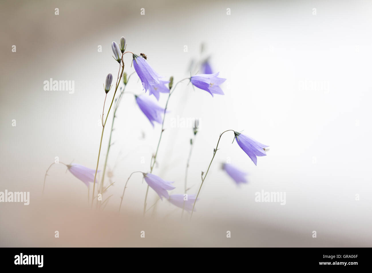 Bluebells delicate hi-res stock photography and images - Alamy