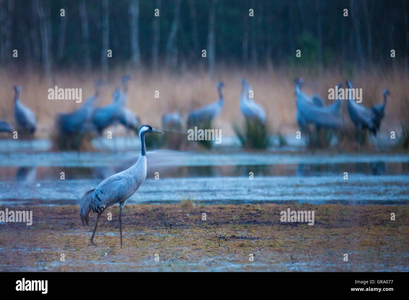 More cranes hi-res stock photography and images - Alamy