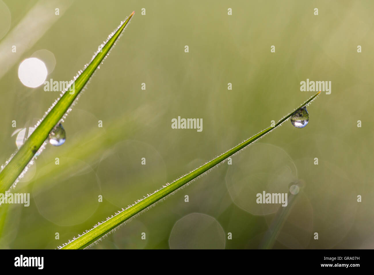 Dew drop on the grass hi-res stock photography and images - Alamy