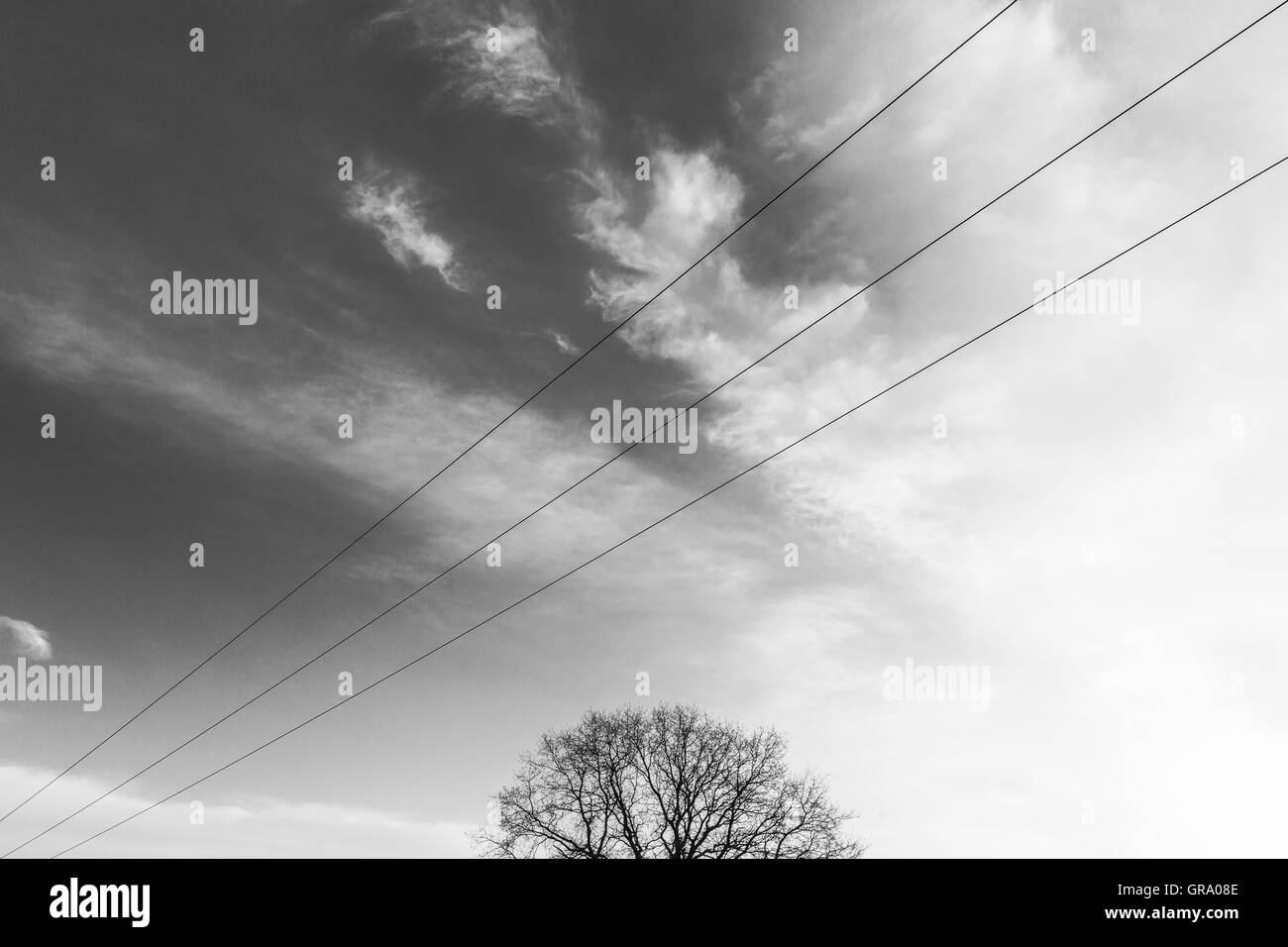 Cable tree hi-res stock photography and images - Alamy