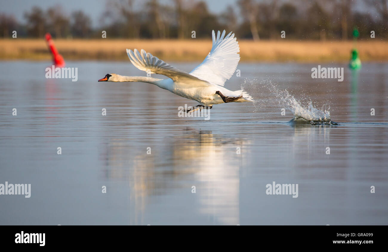 Swan Is Running Over There Surface Of The Water Stock Photo - Alamy