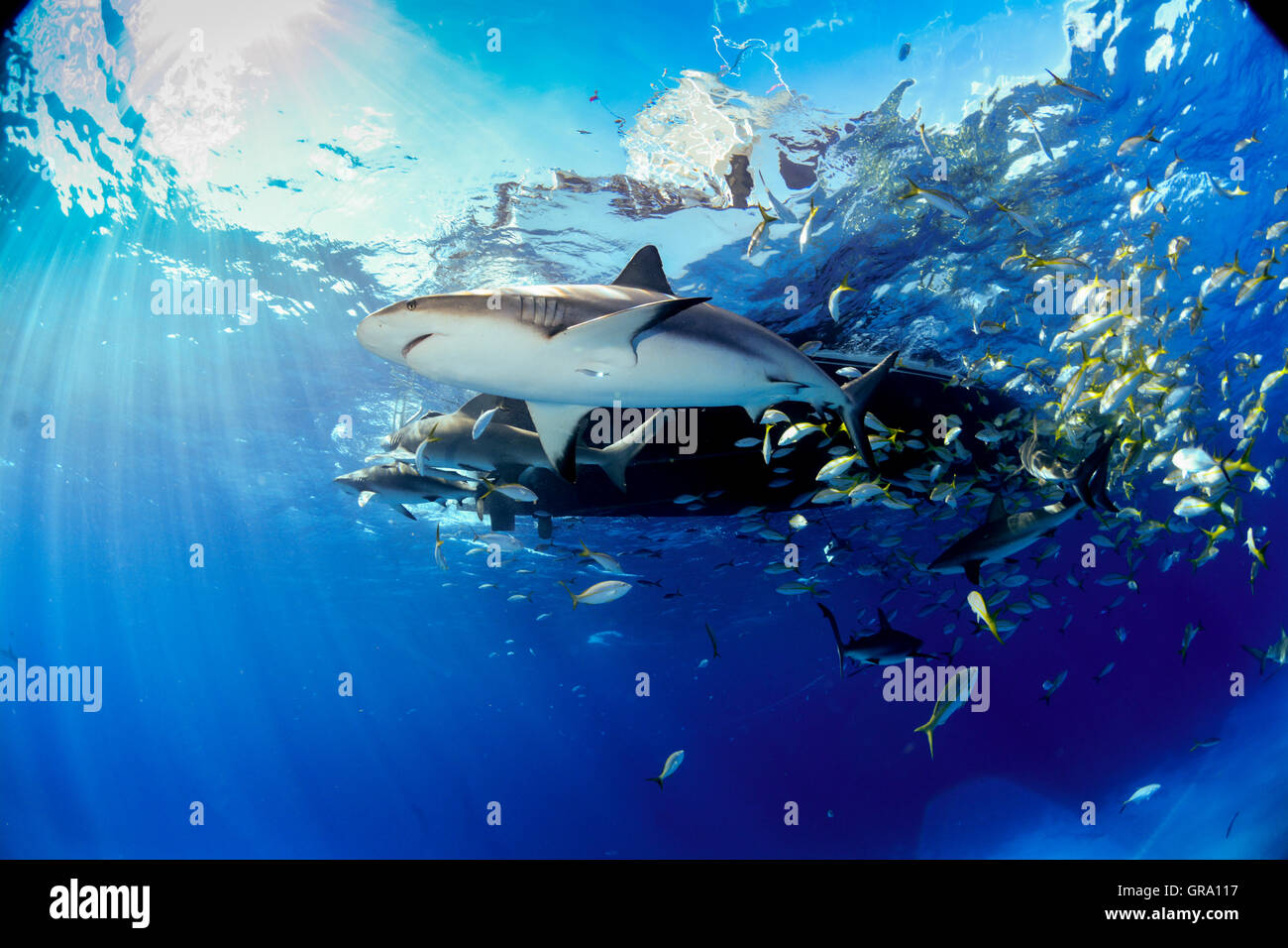 Yellow shark hi-res stock photography and images - Alamy