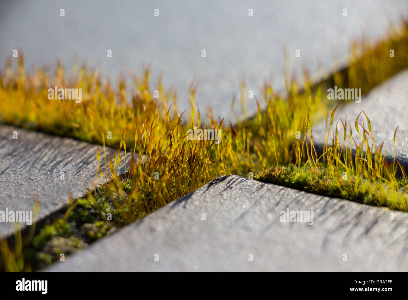 Wall screw moss tortula muralis hi-res stock photography and images - Alamy